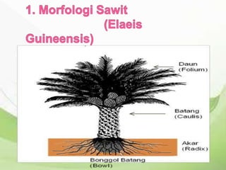 Morfologi Tanaman | PPTX
