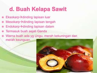 Morfologi Tanaman | PPTX