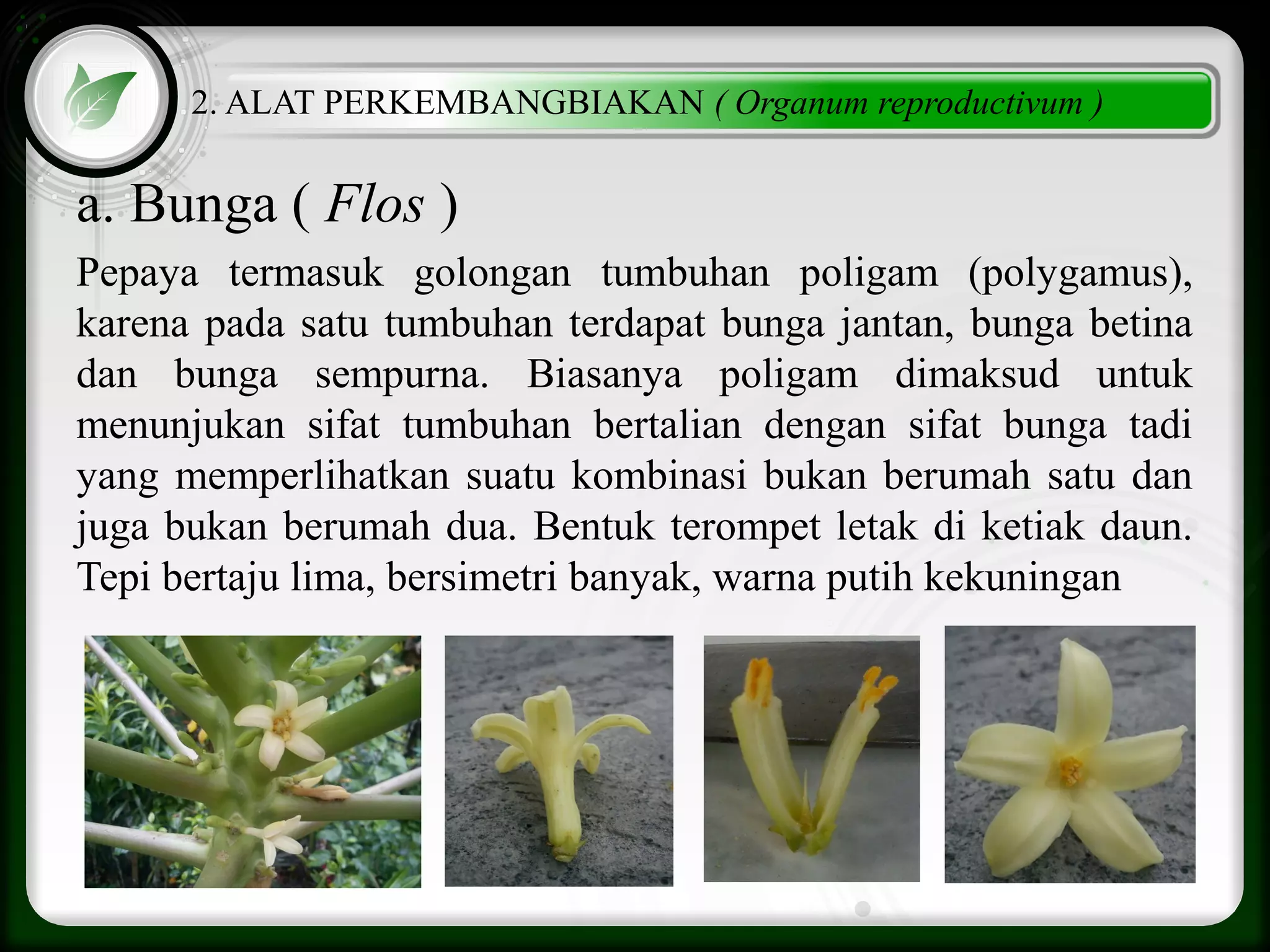 Morfologi tanaman pepaya ppt | PPT
