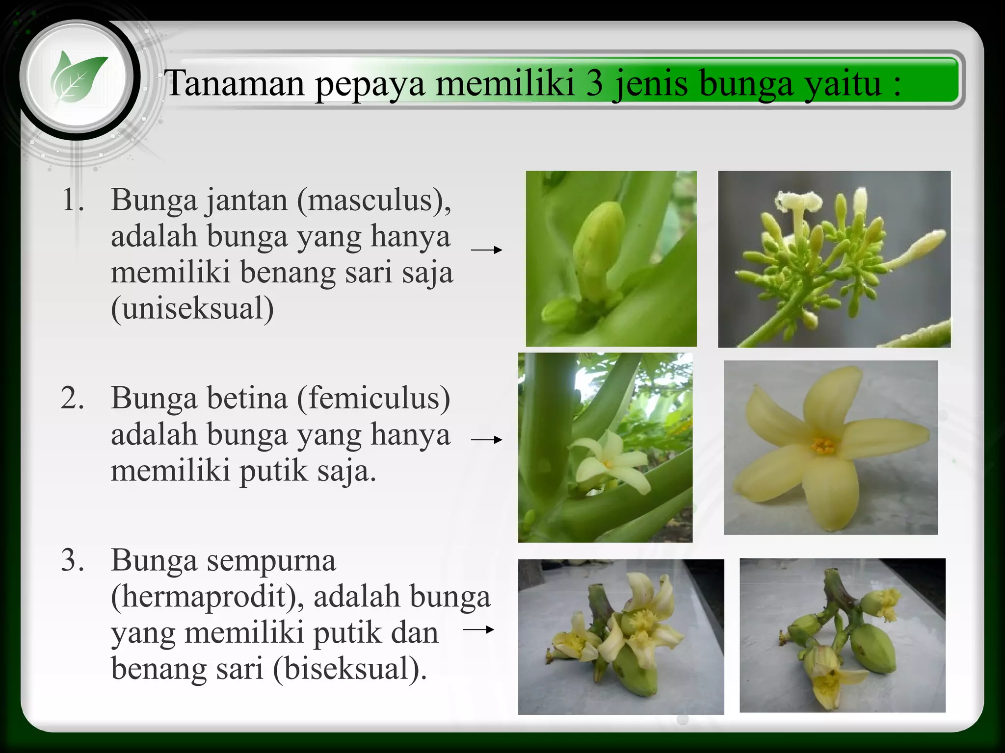 Morfologi tanaman pepaya ppt | PPT