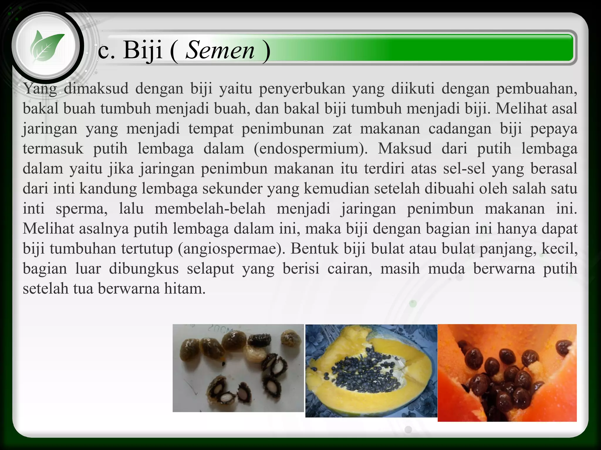Morfologi tanaman pepaya ppt | PPT