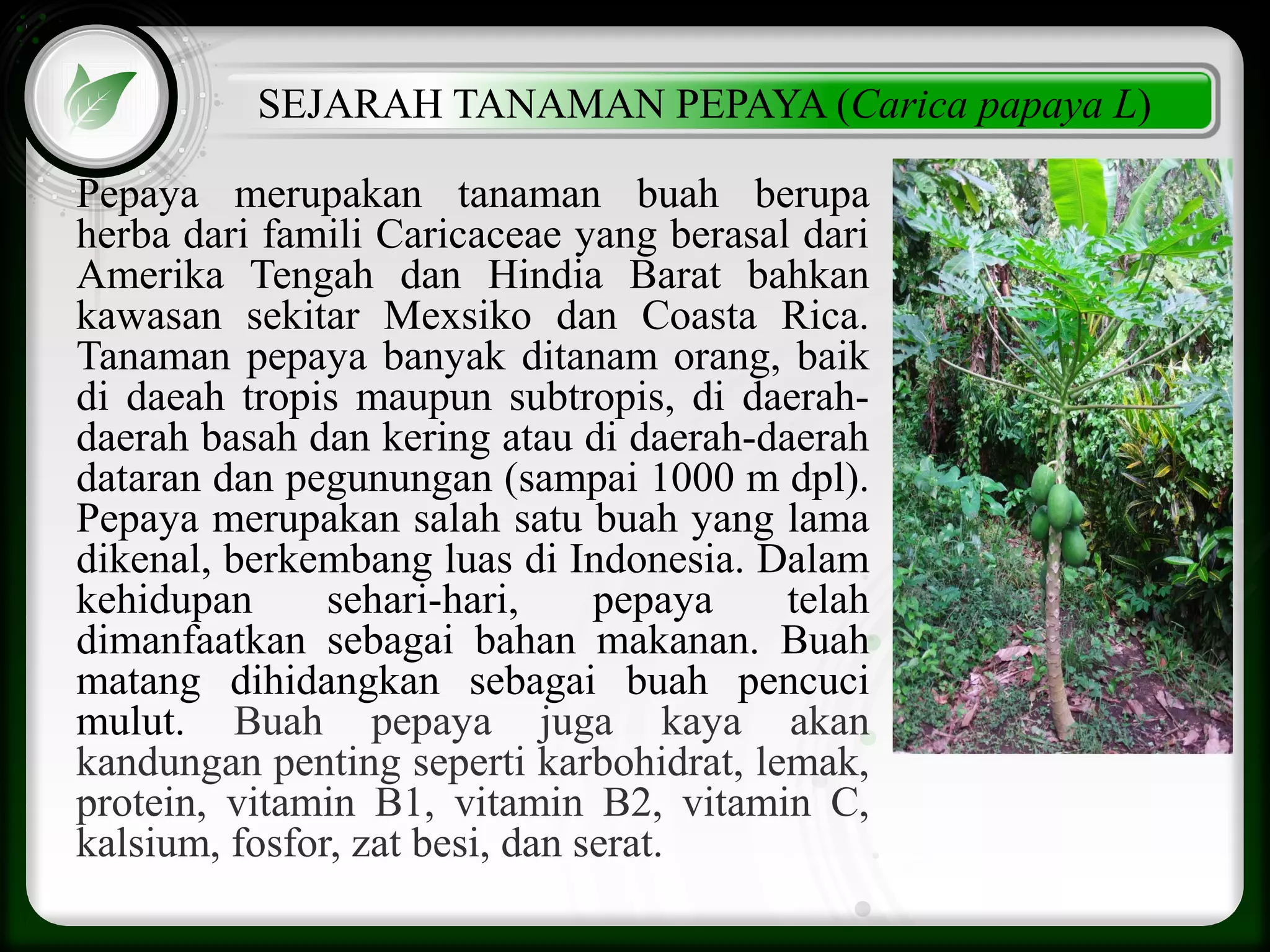 Morfologi tanaman pepaya ppt | PPT