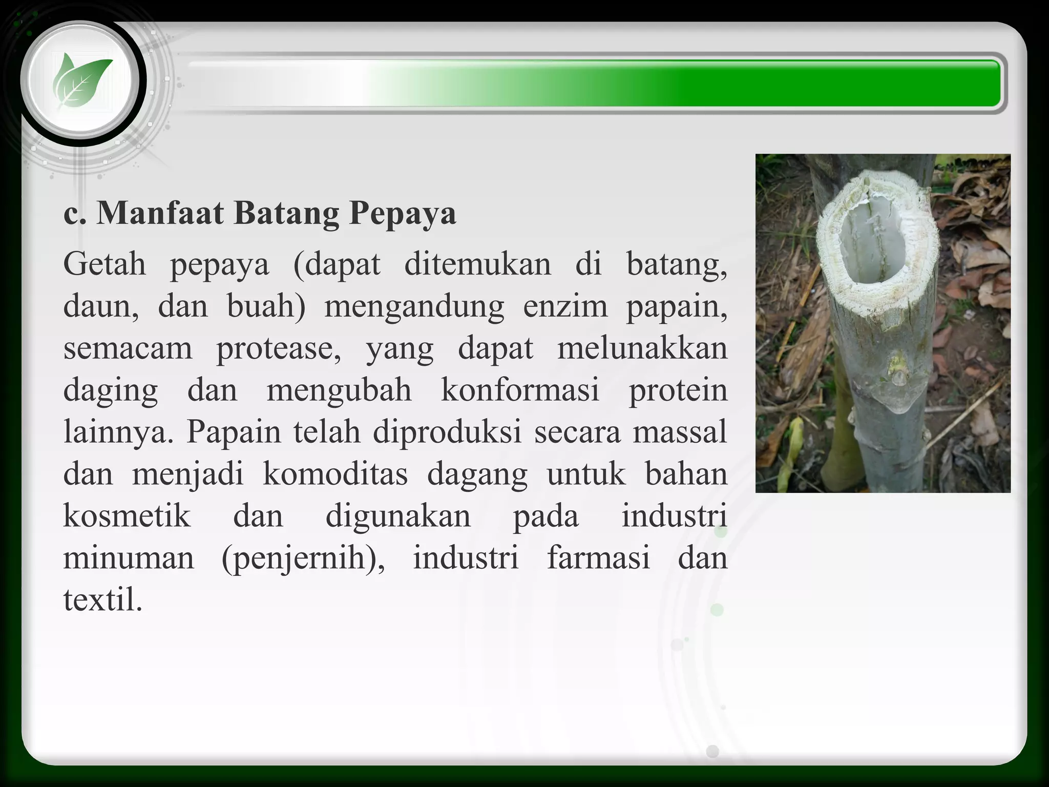 Morfologi tanaman pepaya ppt | PPT