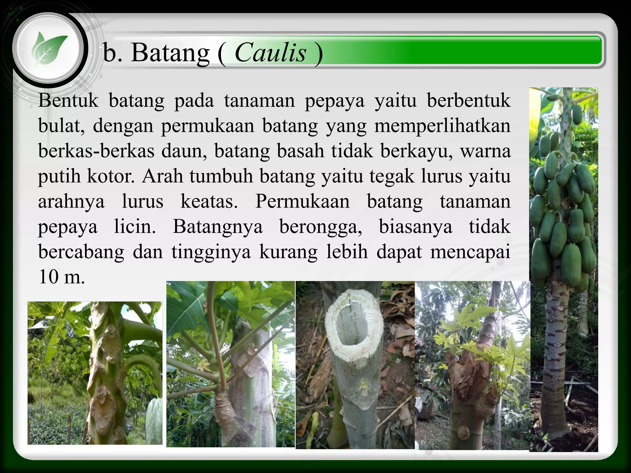 Morfologi tanaman pepaya ppt | PPT