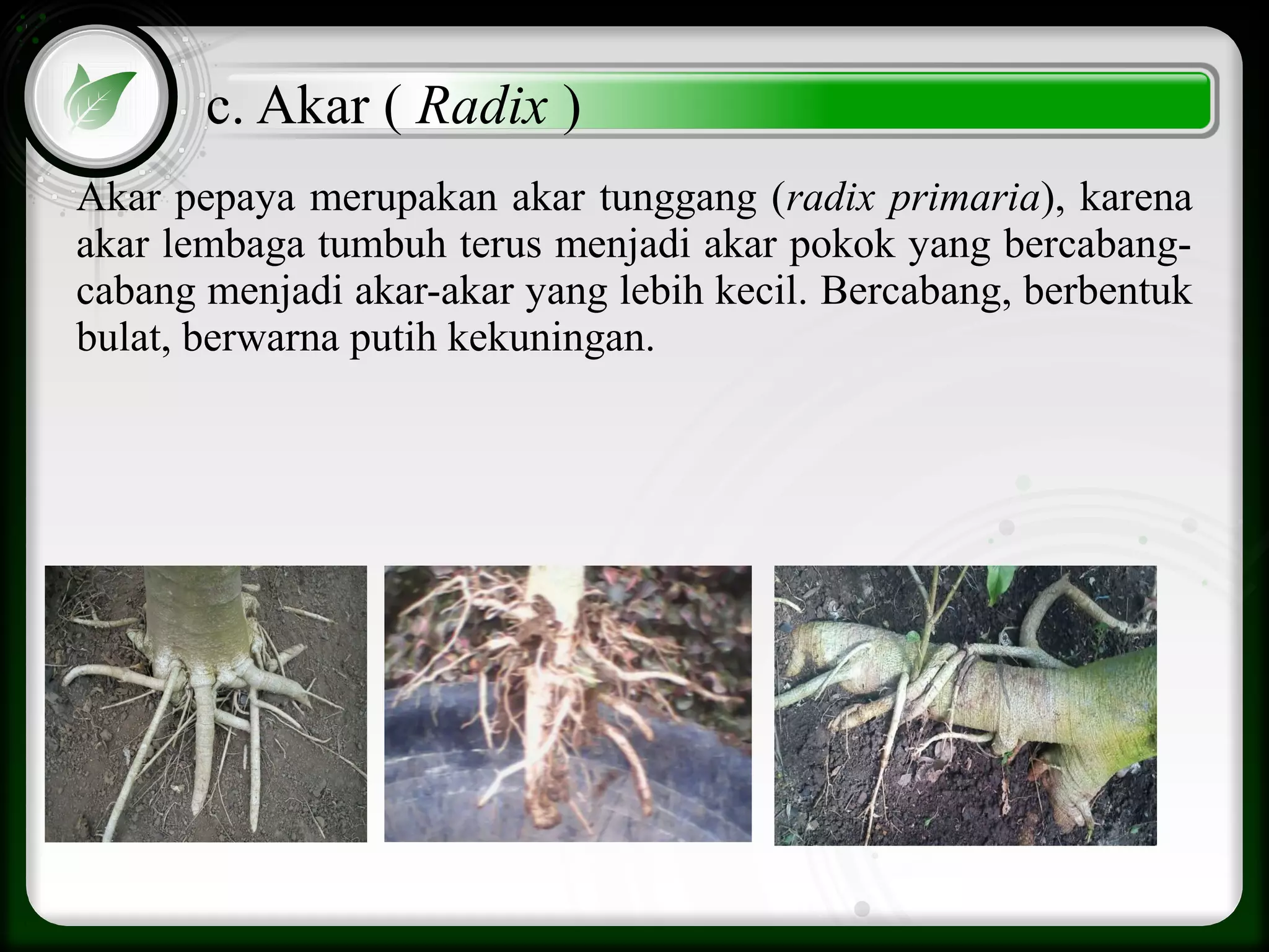 Morfologi tanaman pepaya ppt | PPT