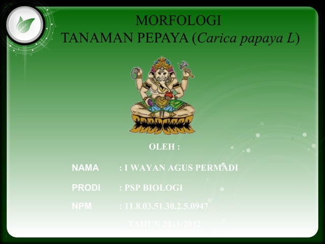 Morfologi tanaman pepaya ppt | PPT