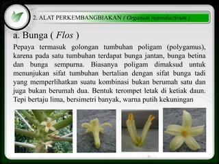 Morfologi tanaman pepaya ppt | PPT