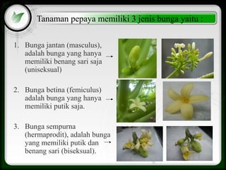 Morfologi tanaman pepaya ppt | PPT
