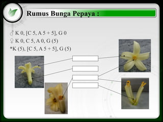 Morfologi tanaman pepaya ppt | PPT