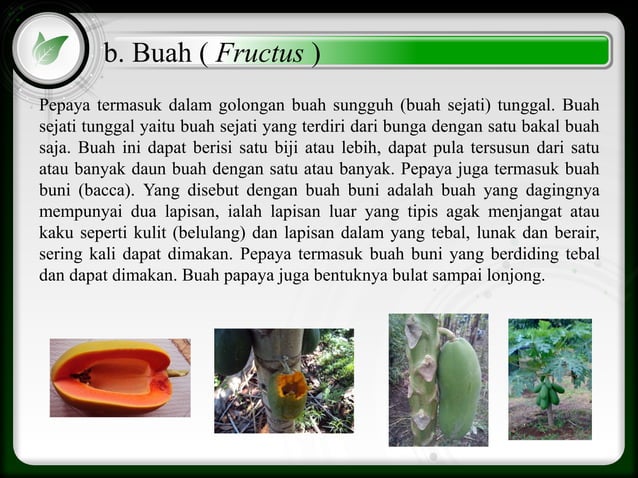 Morfologi tanaman pepaya ppt | PPT