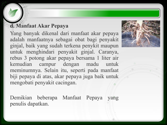 Morfologi tanaman pepaya ppt | PPT
