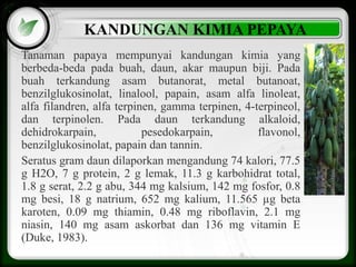 Morfologi tanaman pepaya ppt | PPT