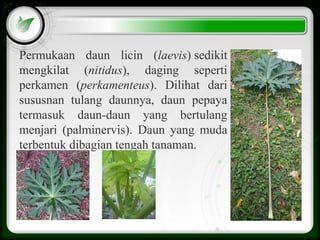 Morfologi tanaman pepaya ppt | PPT