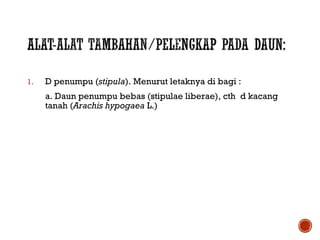 Morfologi tumbuhan (Plant morphology) | PPT