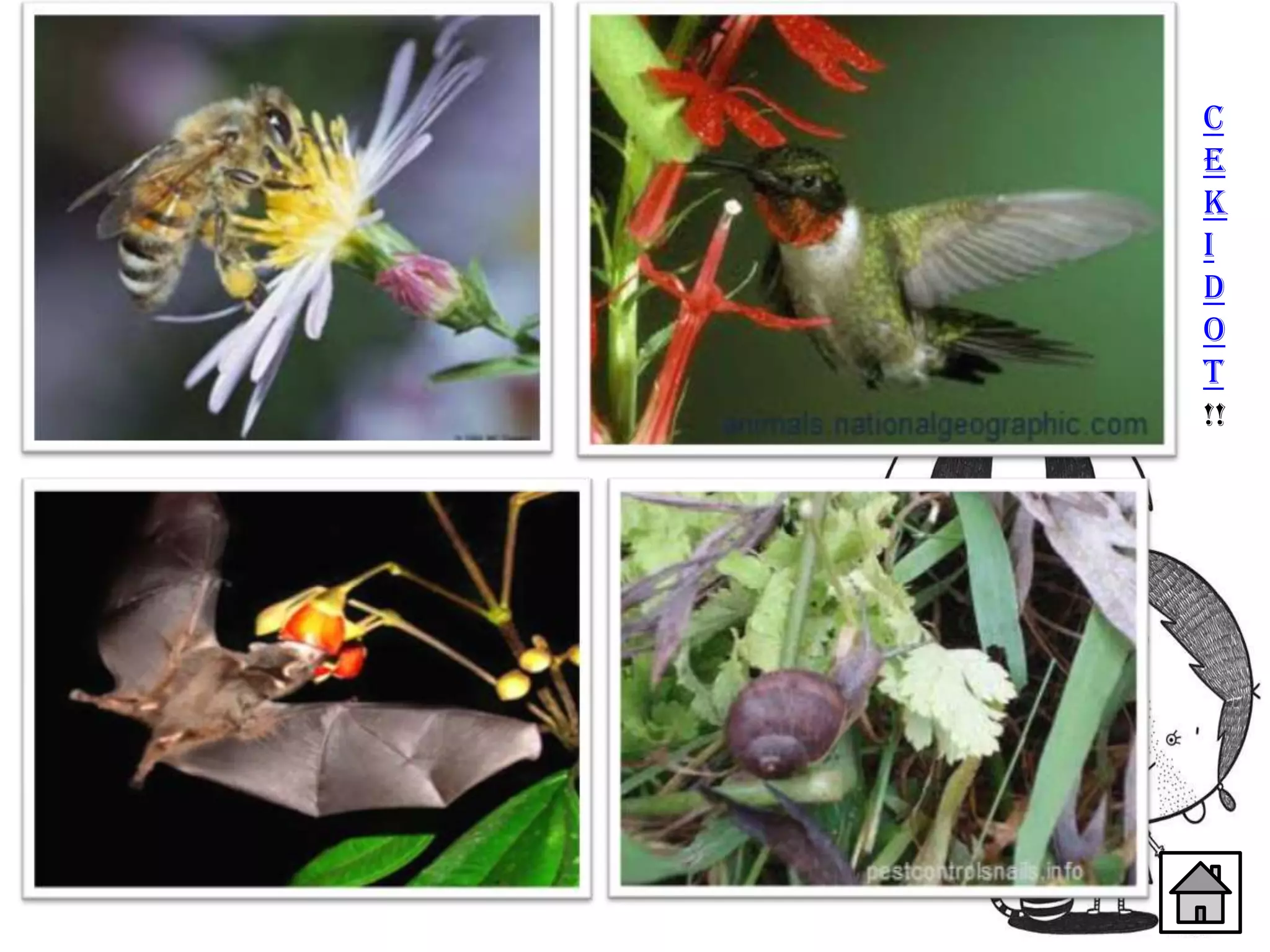 Morfologi Tumbuhan (Bunga) | PPT