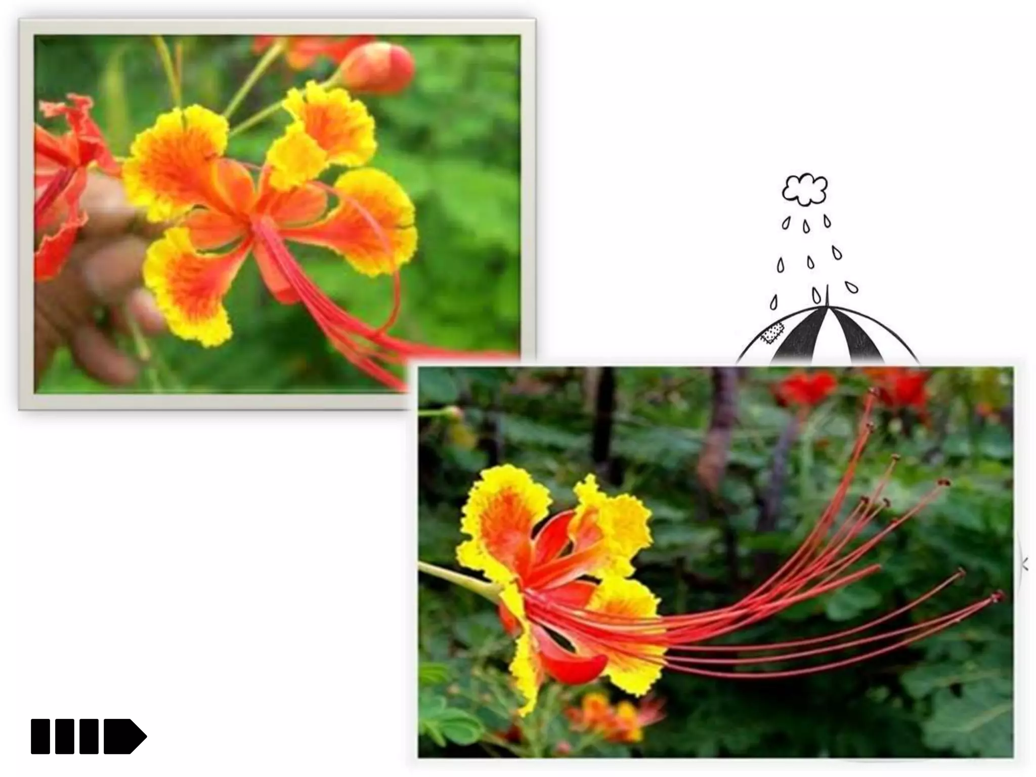 Morfologi Tumbuhan (Bunga) | PPT