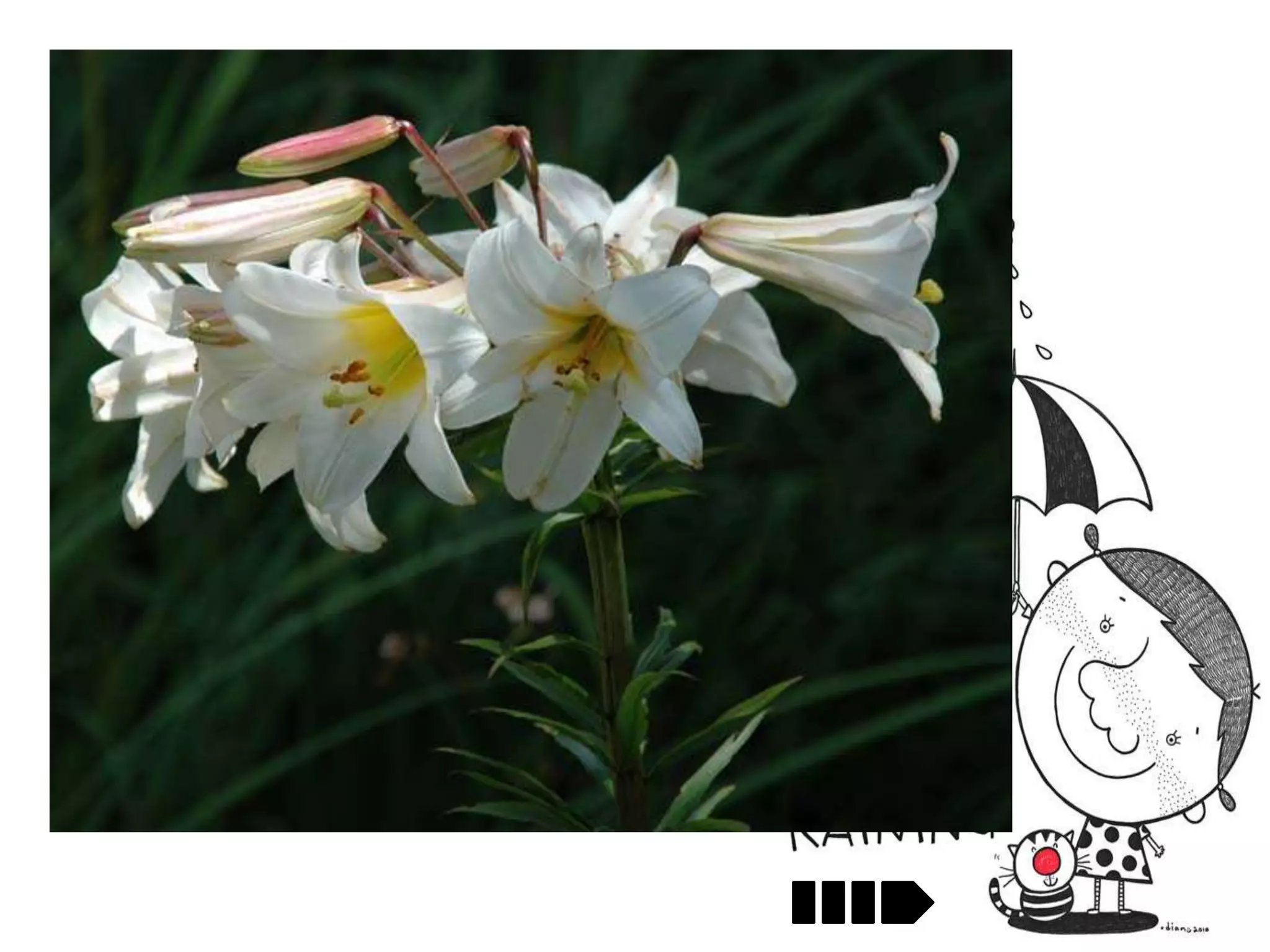 Morfologi Tumbuhan (Bunga) | PPT