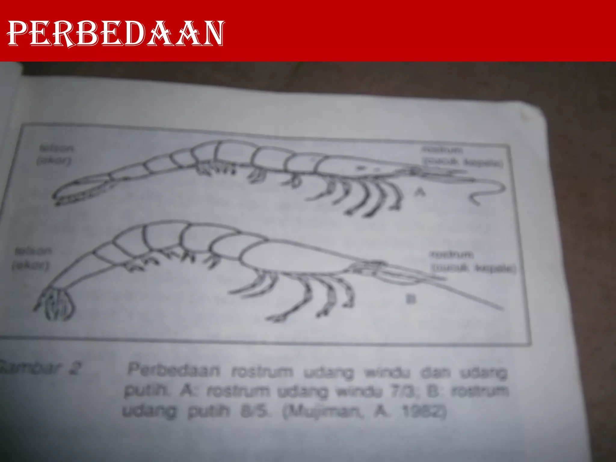 Morfologi udang 021012 | PPT