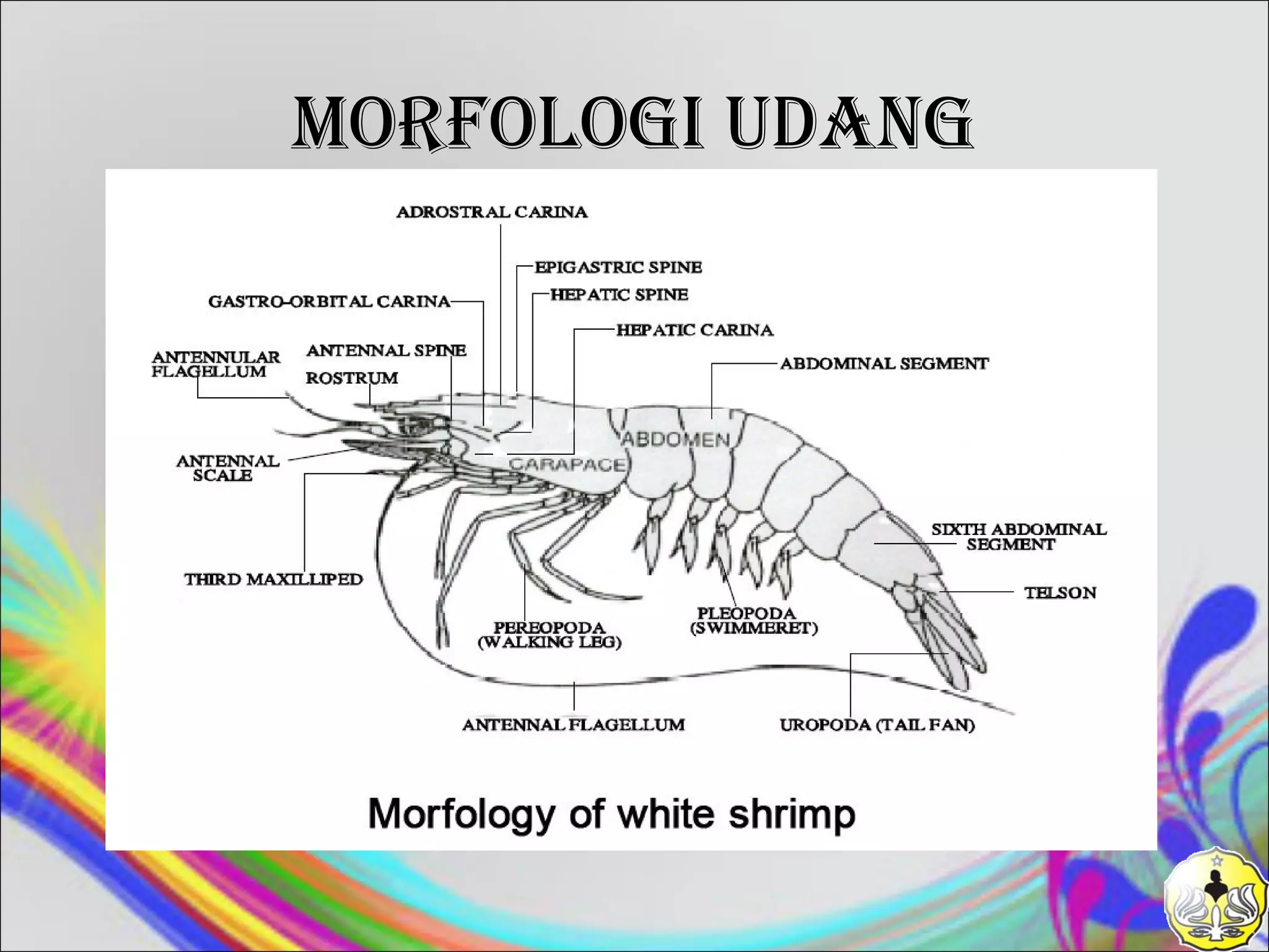 Morfologi udang 021012 | PPT