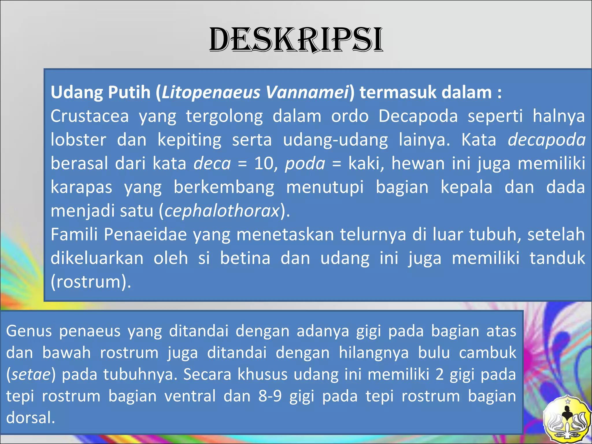 Morfologi udang 021012 | PPT