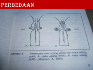 Morfologi udang 021012 | PPT