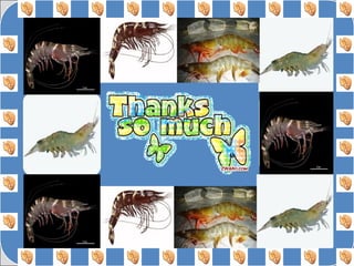 Morfologi udang 021012 | PPT