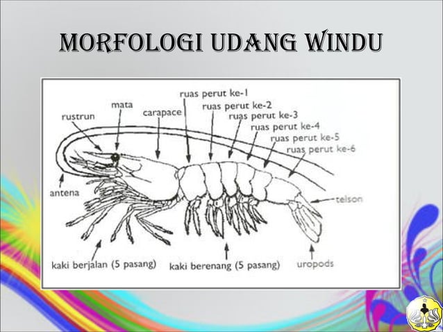 Morfologi udang 021012 | PPT