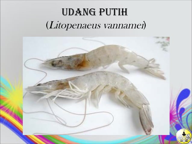 Morfologi udang 021012 | PPT