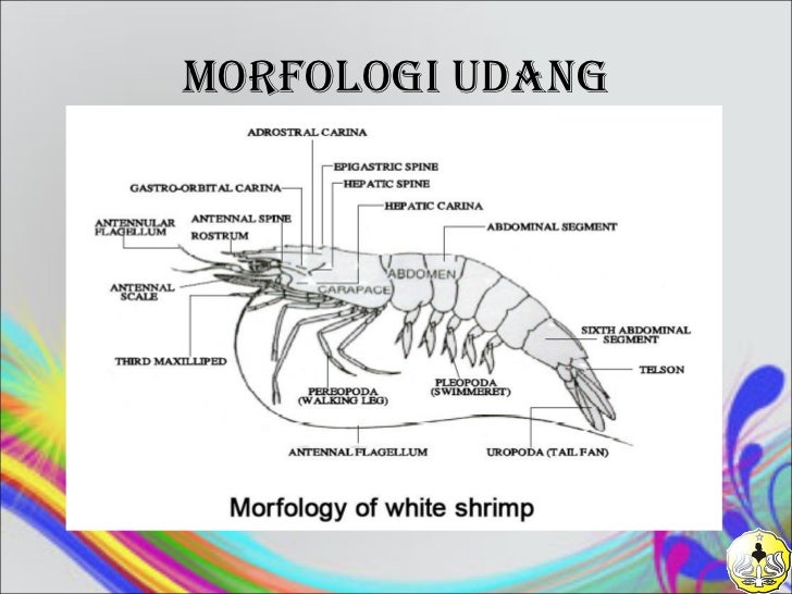 Morfologi Udang 021012