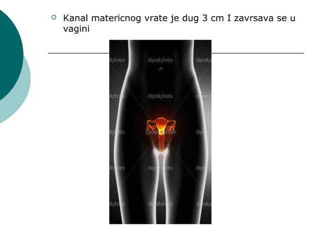 Morfoloske karakteristike polnih organa | PPT