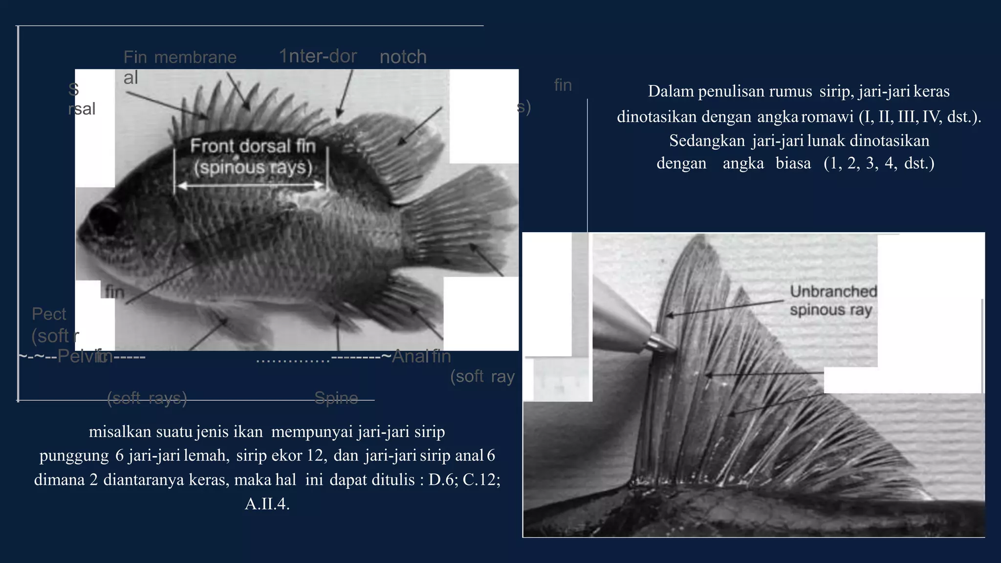 Morfometrik dan Meristik Ikan.pptx