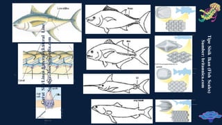 Morfometrik dan Meristik Ikan.pptx