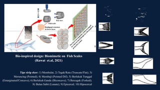 Morfometrik dan Meristik Ikan.pptx