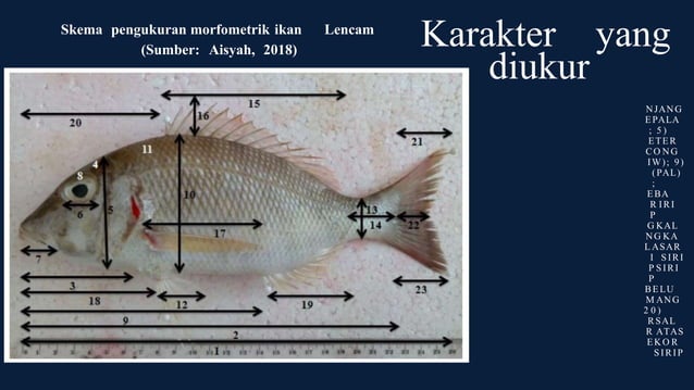 Morfometrik dan Meristik Ikan.pptx