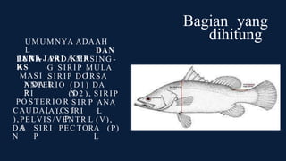Morfometrik dan Meristik Ikan.pptx