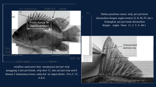 Morfometrik dan Meristik Ikan.pptx