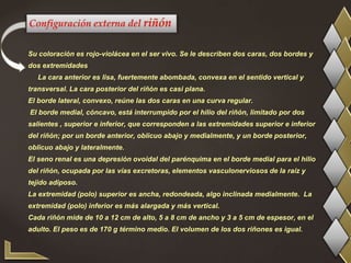 Región Retroperitoneal Media y Latera | PPTX