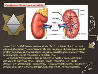 Región Retroperitoneal Media y Latera | PPTX