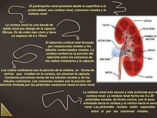 Región Retroperitoneal Media y Latera | PPTX