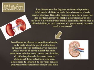 Región Retroperitoneal Media y Latera | PPTX