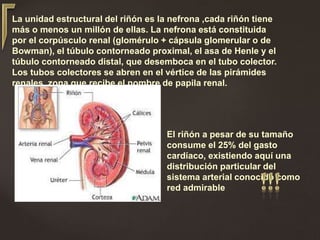 Región Retroperitoneal Media y Latera | PPTX
