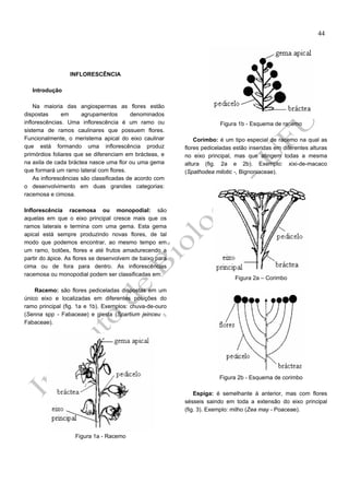 INFLORESCENCIAS- Classificação e Morfologia.pdf
