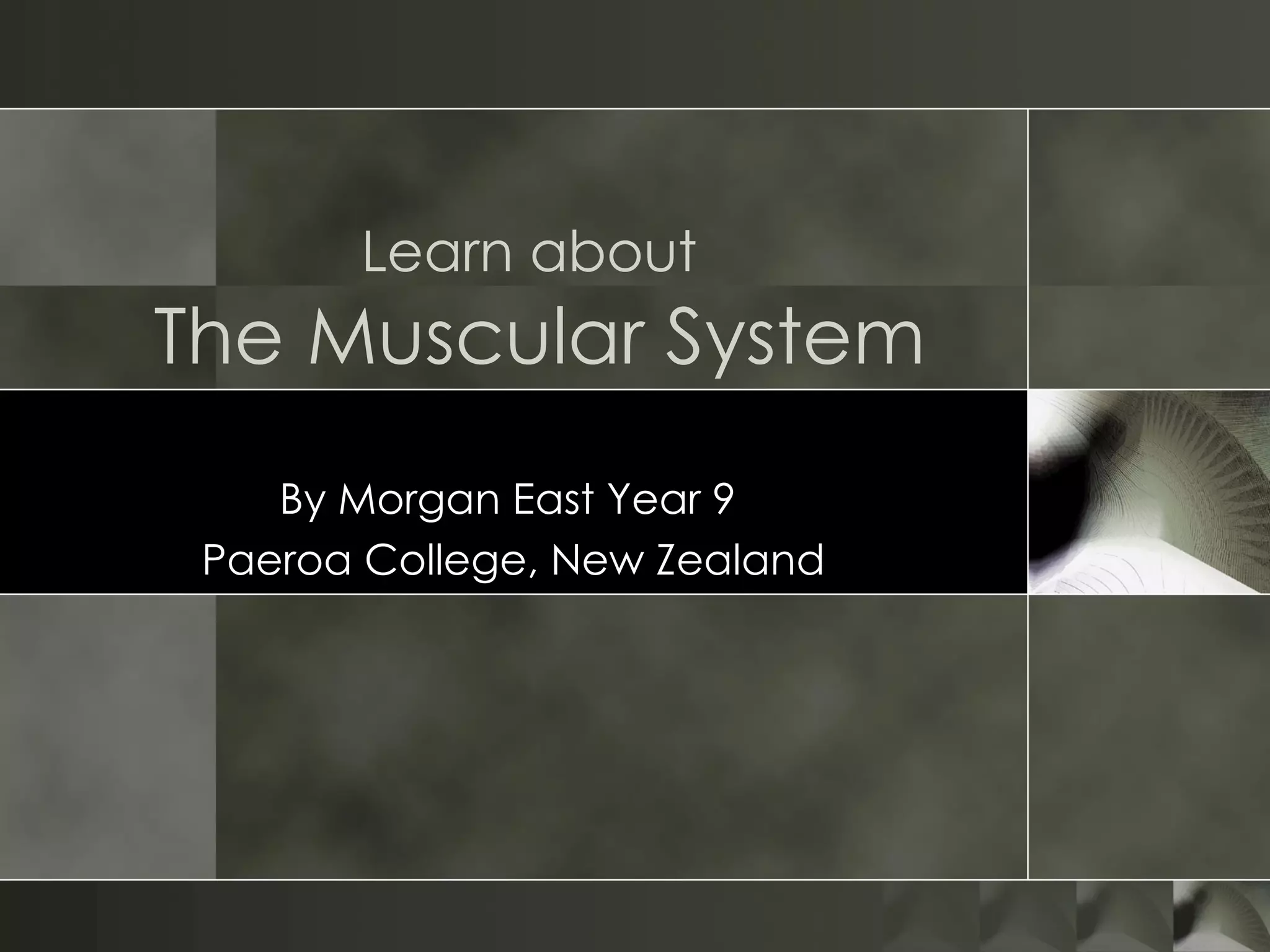 The Muscular System | PPT