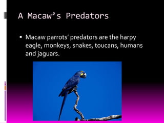 Morgan's powerpoint | PPTX