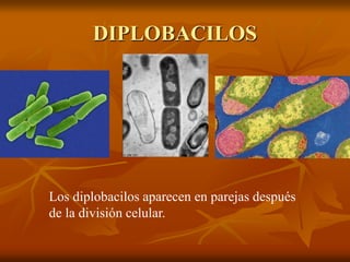 MORGOLOGIA BACTERIANA Y COLONIAL.ppt