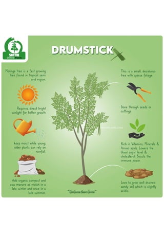 Drumstick Plant | PDF
