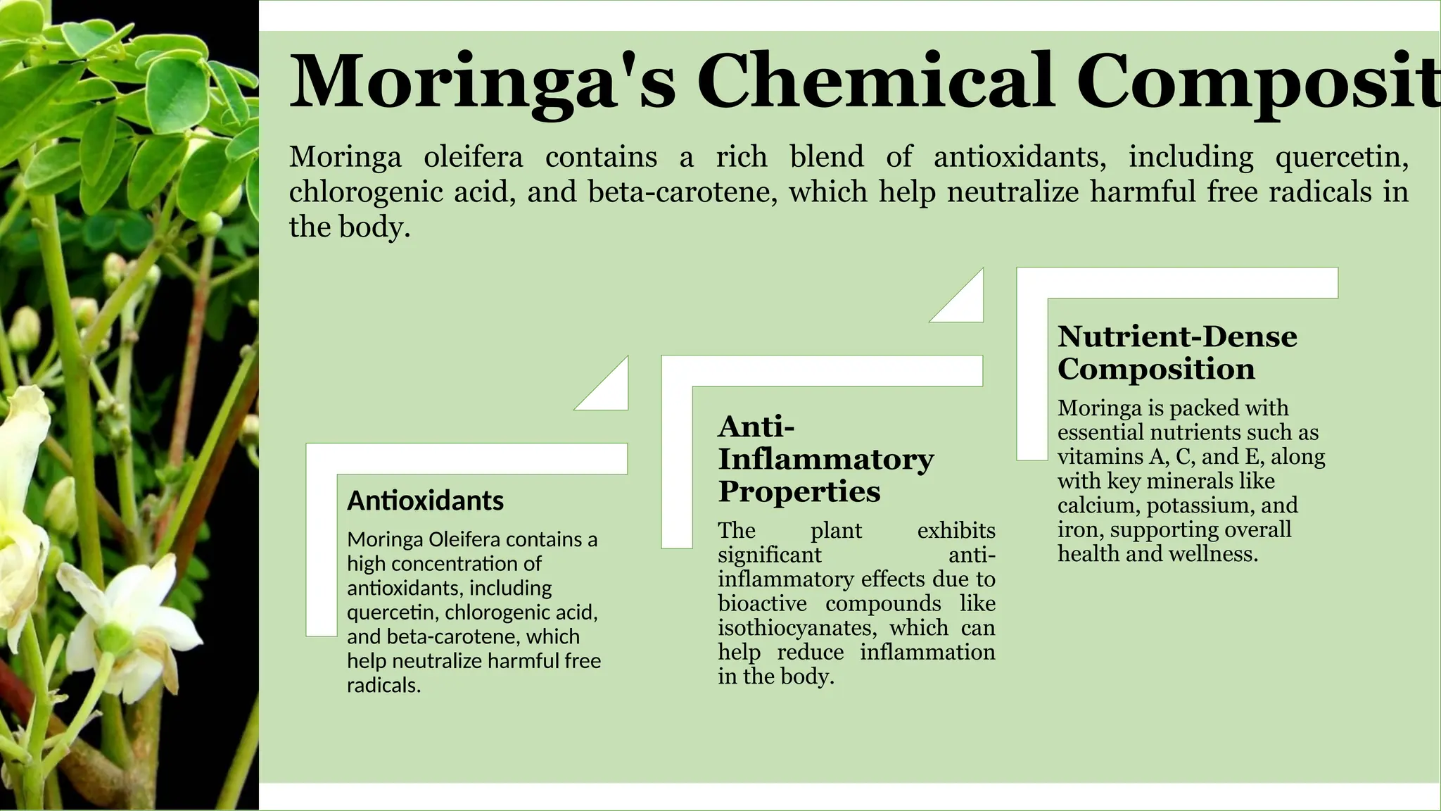 Moringa : Identifying and Managing Diseases | PPTX