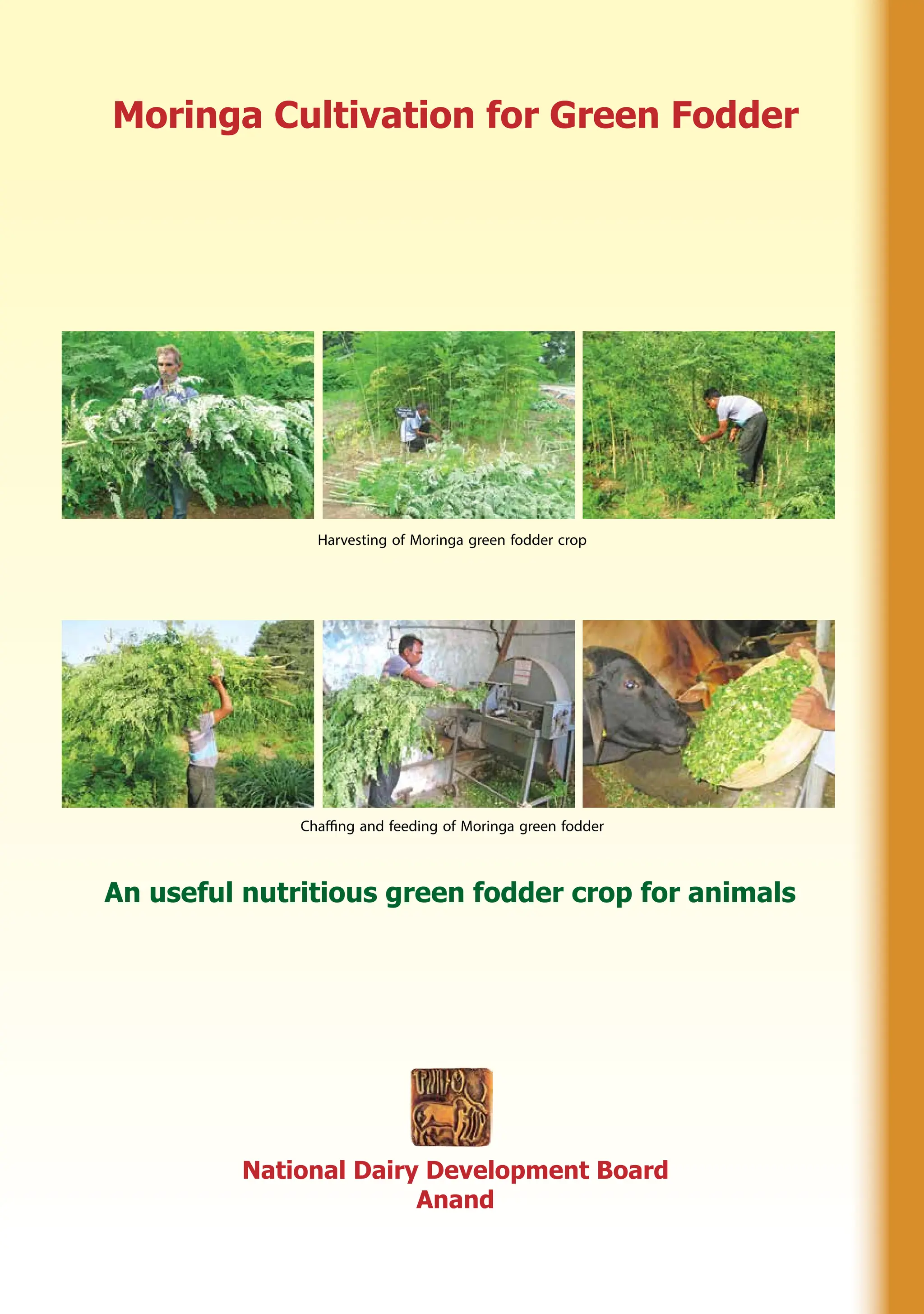 moringa-oleifera-english cultivation in india | PDF