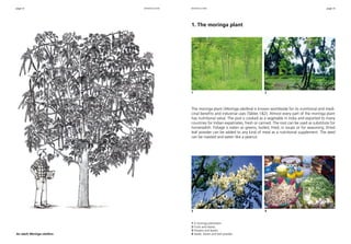 Moringa book growing_and_processing_moringa_leaves | PDF