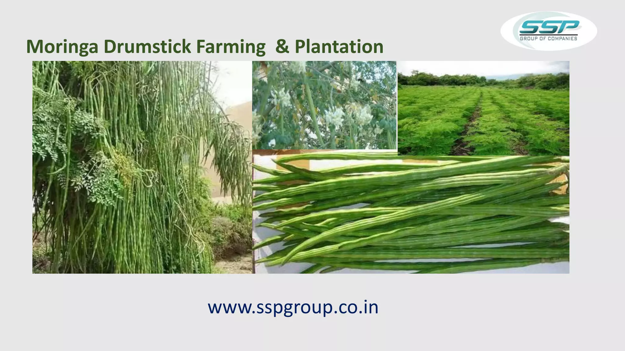 Moringa Drumstick Cultivation - Plants & seeds | PDF